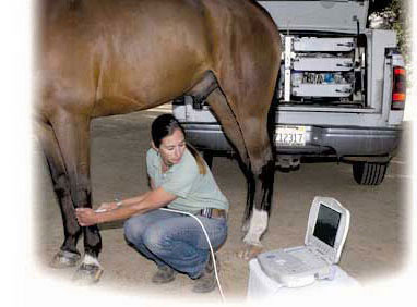 Digital Ultrasonography | Conejo Valley Equine